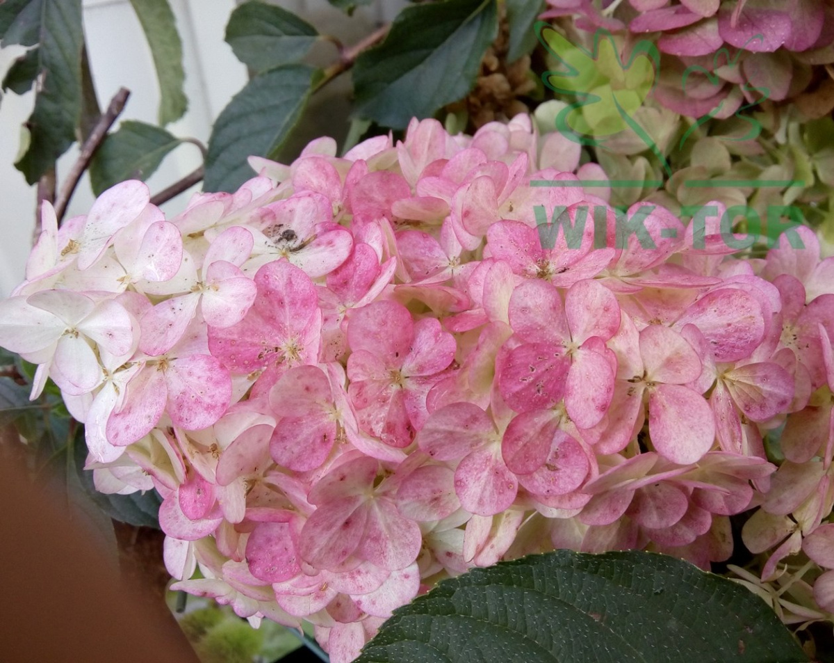 Hortensja bukietowa Magical Candle pienna Hydrangea paniculata ...